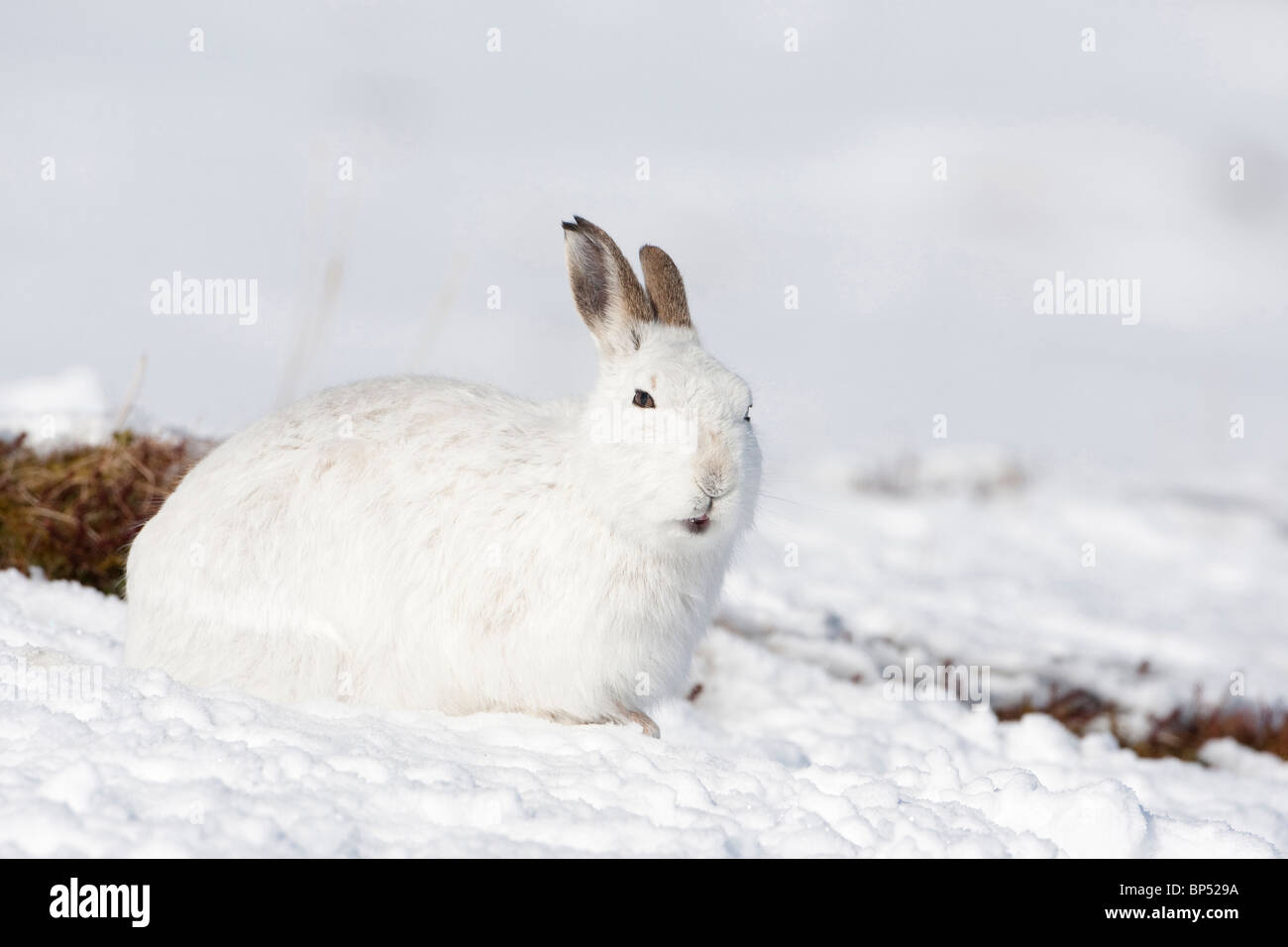 Mountain hare lepus timidus male hi-res stock photography and images ...