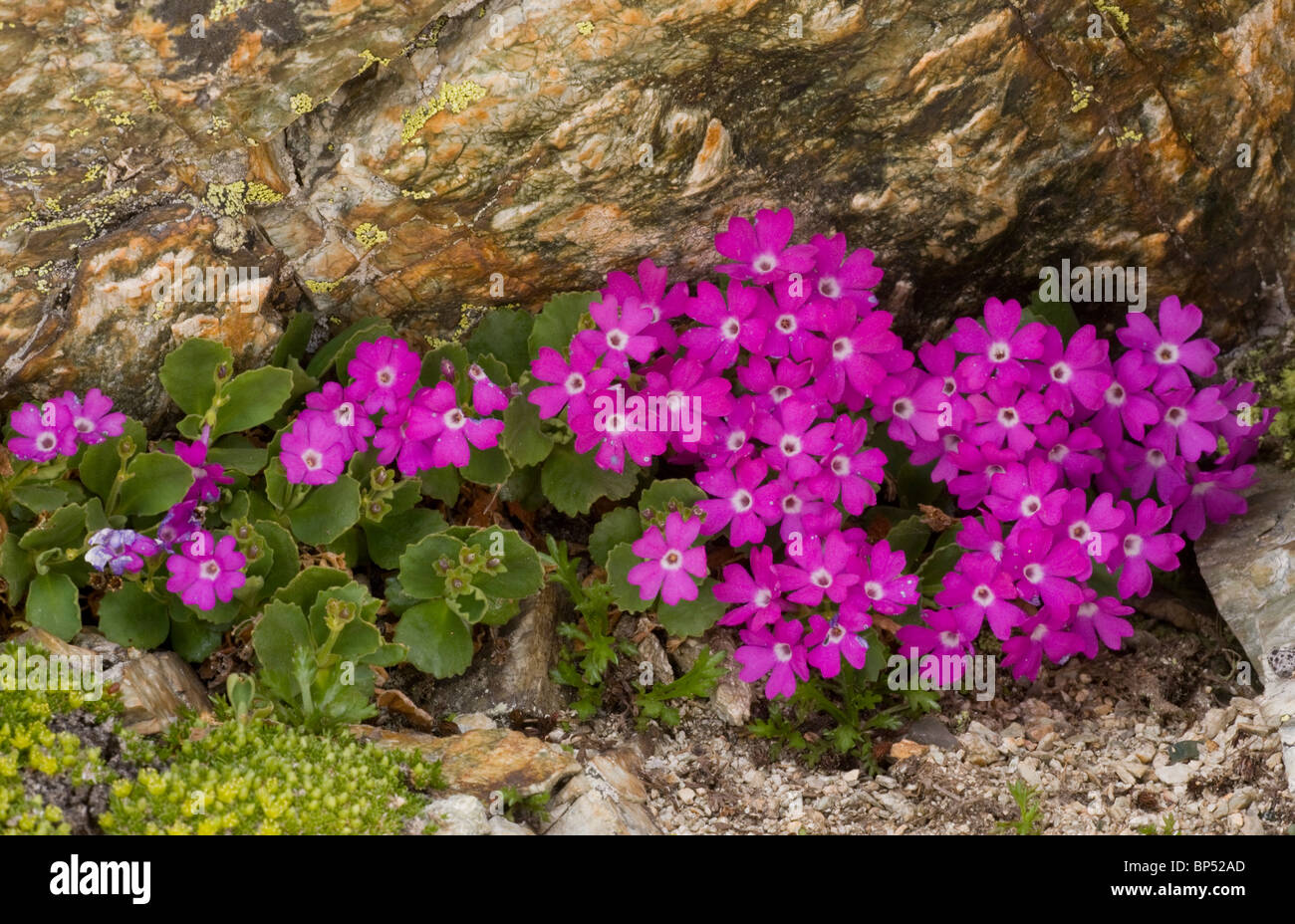 Lovely clump of an alpine primula, Primula hirsuta, at 3000m on ...
