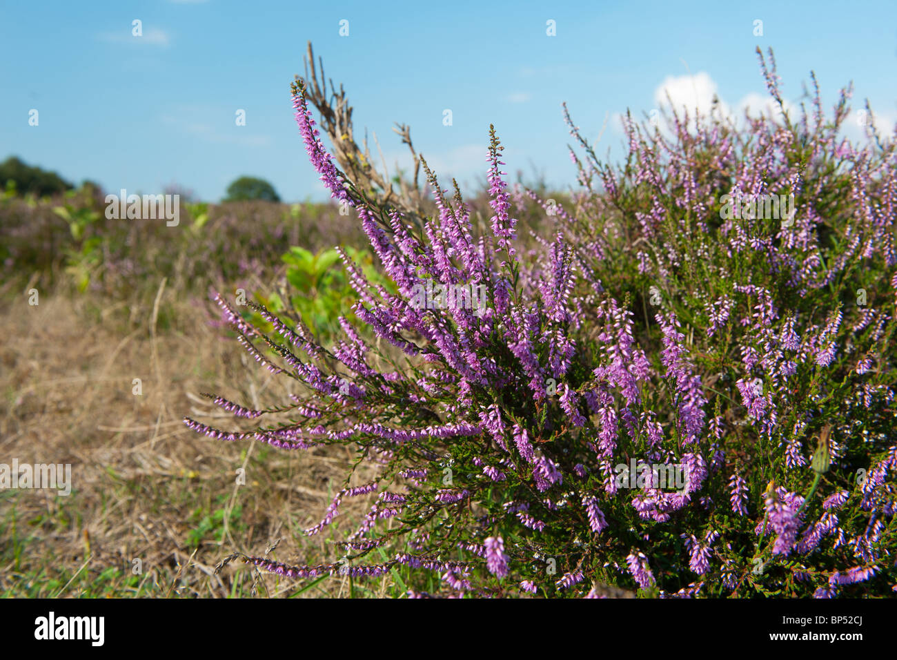 Purple heather moorland hi-res stock photography and images - Alamy