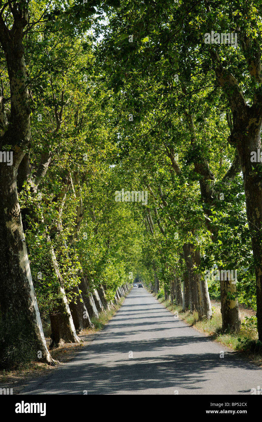 Plane trees line french road hi-res stock photography and images - Alamy
