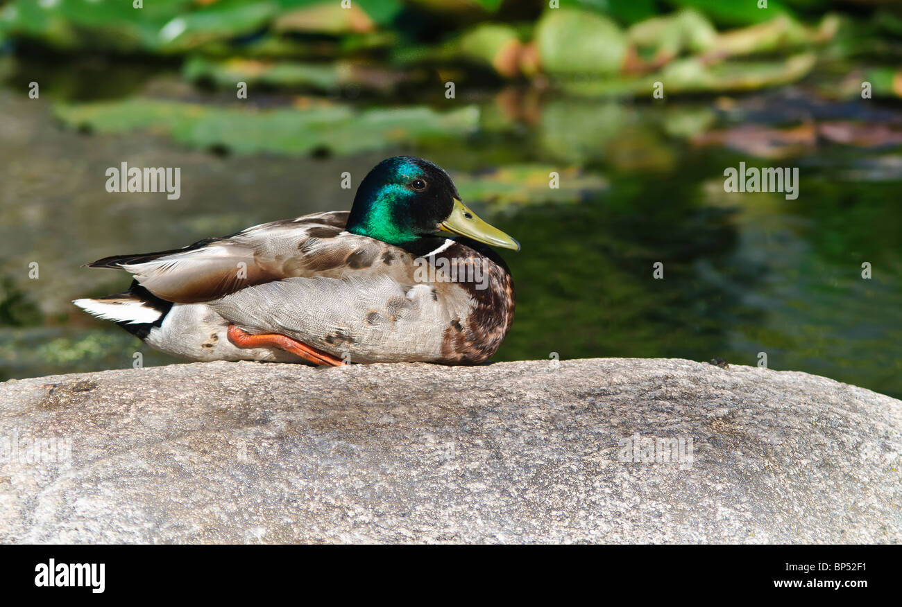 Mallard Duck sitting on a boulder Stock Photo - Alamy