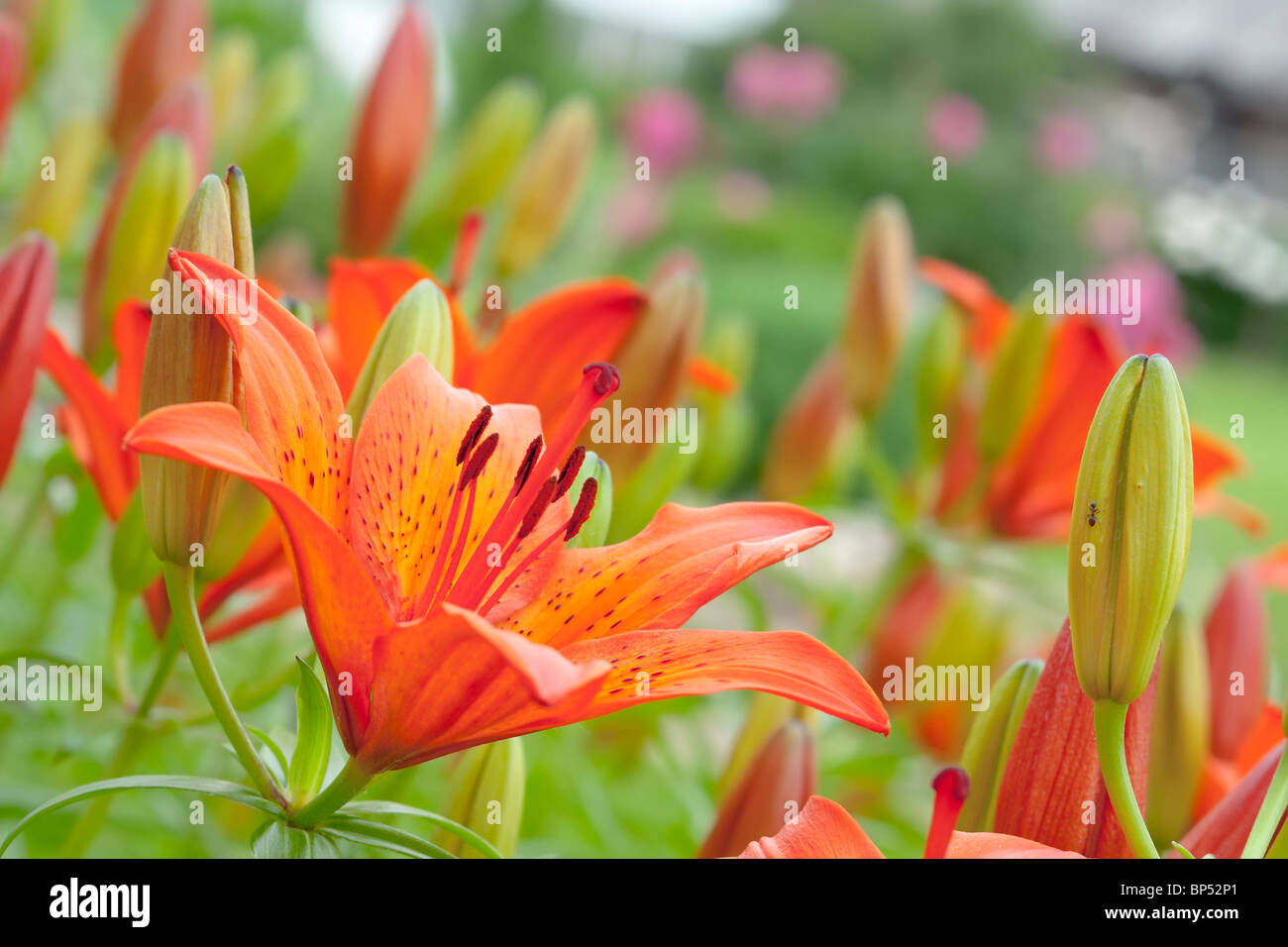 Orange tigerlily in the wild nature Stock Photo - Alamy