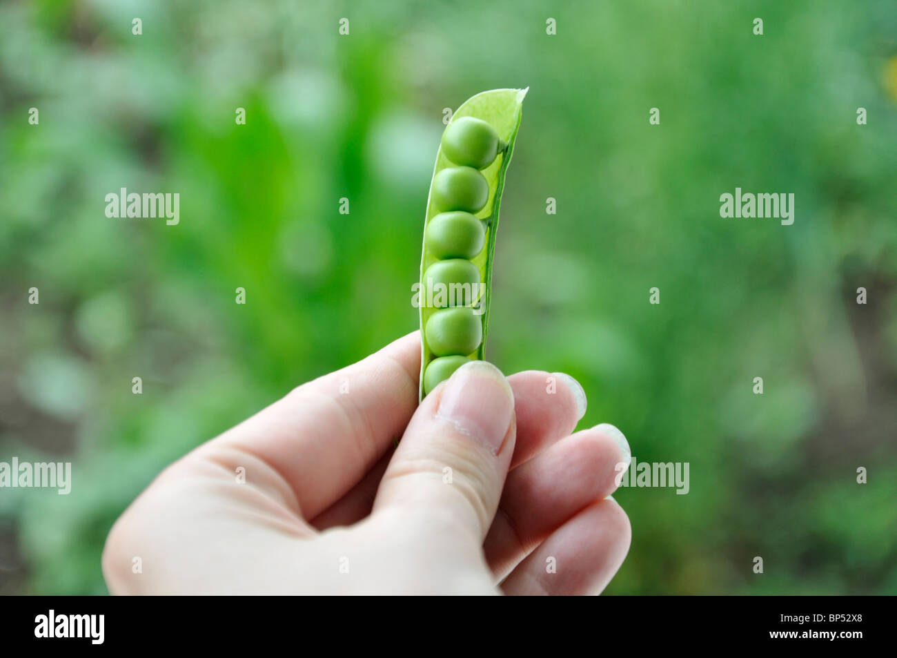 Hand holding green peas Stock Photo - Alamy