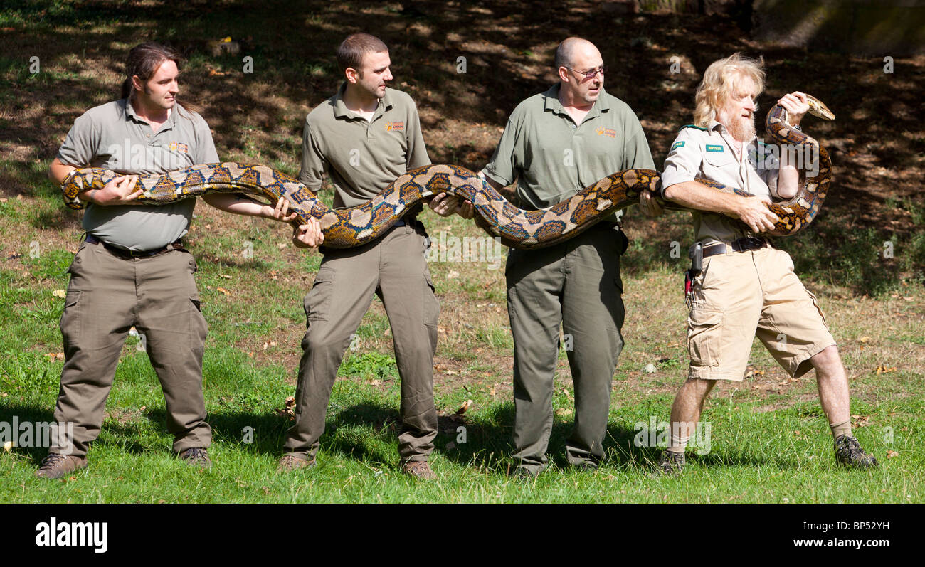 The 17 foot long Reticulated Python which is the latest edition to the ...
