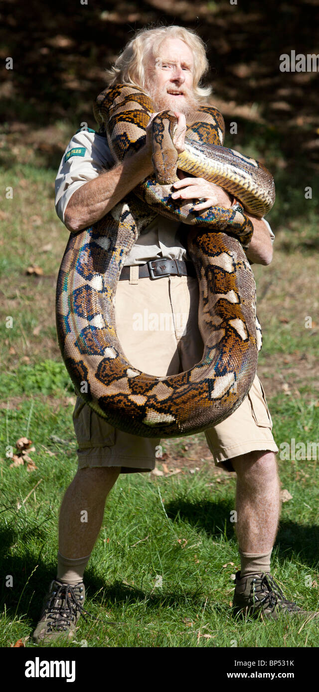 Mark O'shea with the 17 foot long Reticultaed Python which has arrived ...