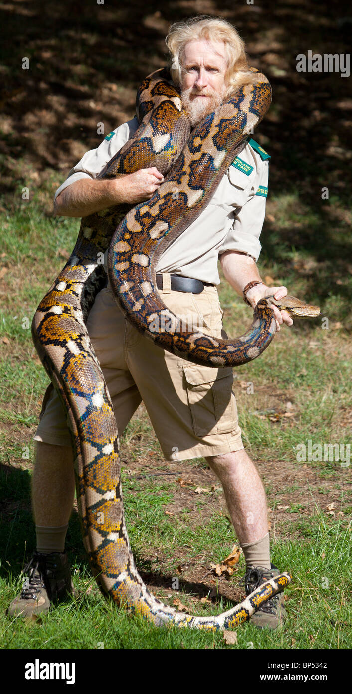 Mark O'shea with the 17 foot long Reticultaed Python which has arrived ...