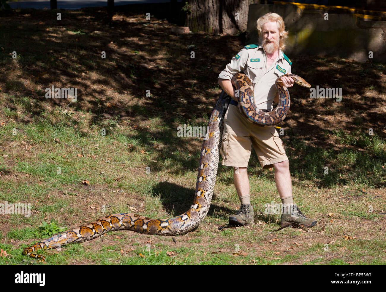 Mark O'shea with the 17 foot long Reticultaed Python which has arrived ...
