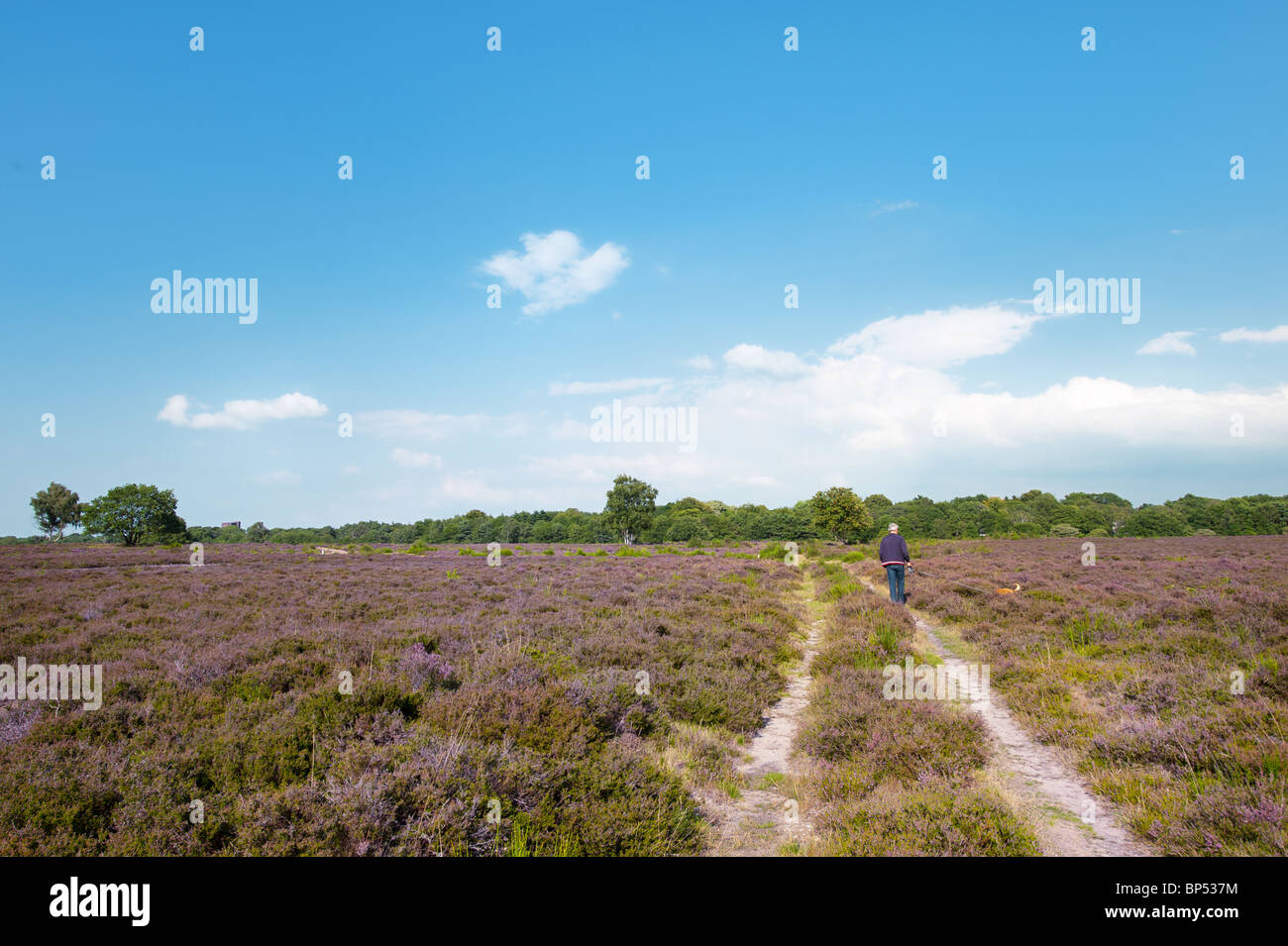 Purple heather landscape with tree at the horizon Stock Photo - Alamy
