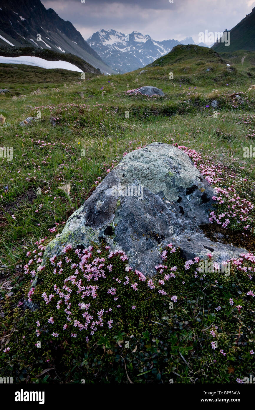 Creeping Azalea or Trailing Azalea, Loiseleuria procumbens in very ...