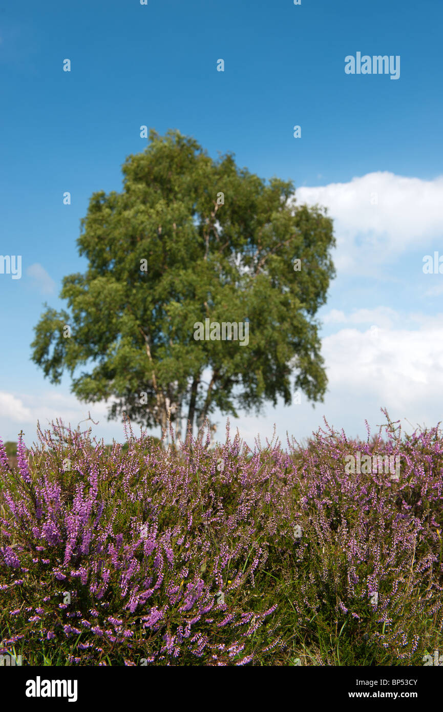 Purple heather landscape with tree at the horizon Stock Photo - Alamy