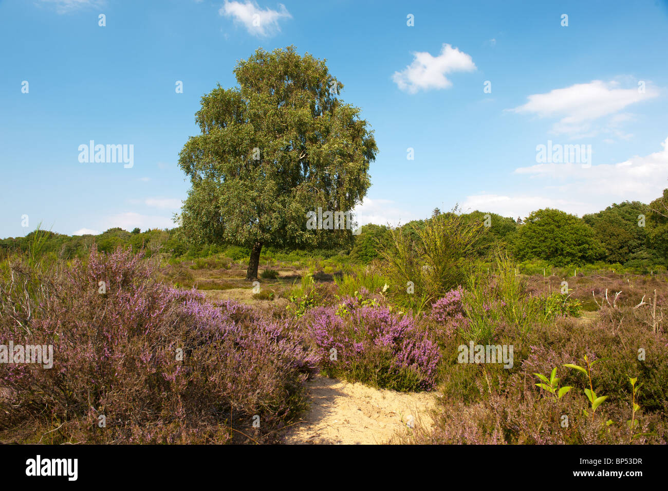 Purple heather landscape hi-res stock photography and images - Alamy