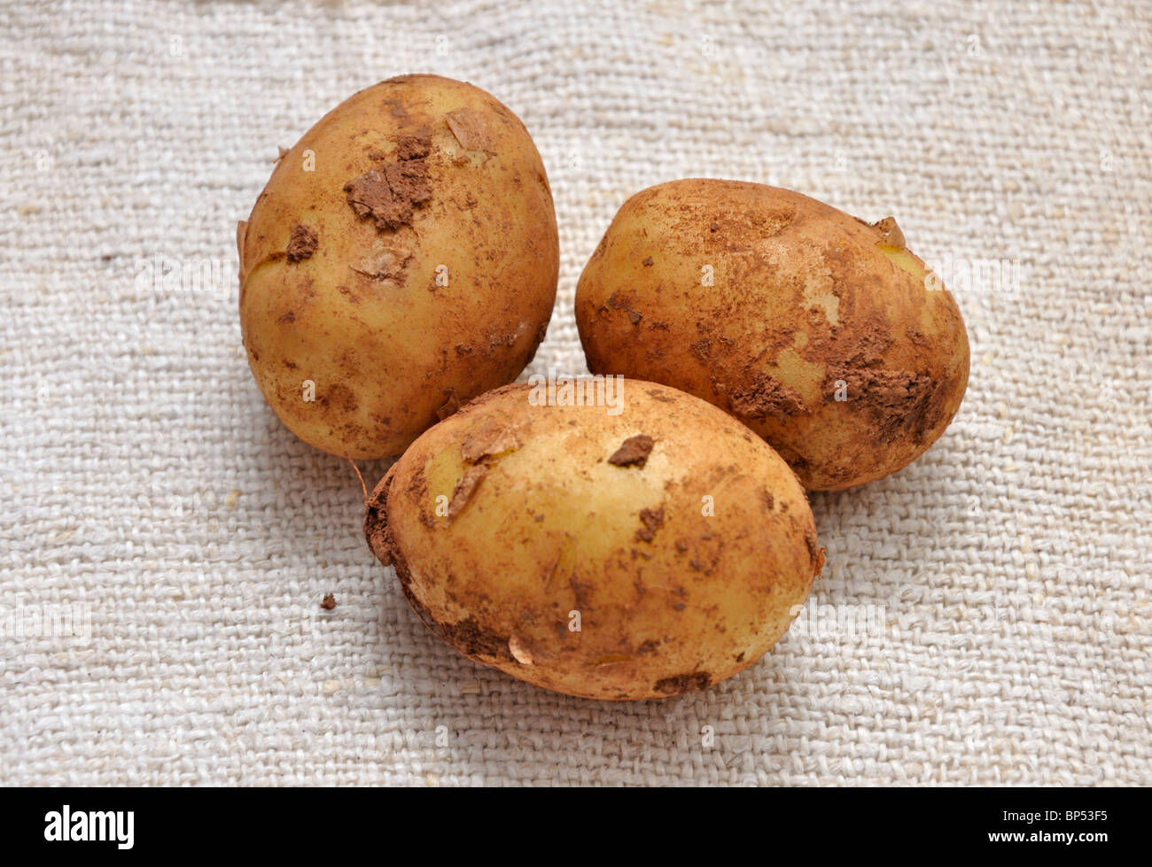 Freshly harvested potatoes Stock Photo - Alamy