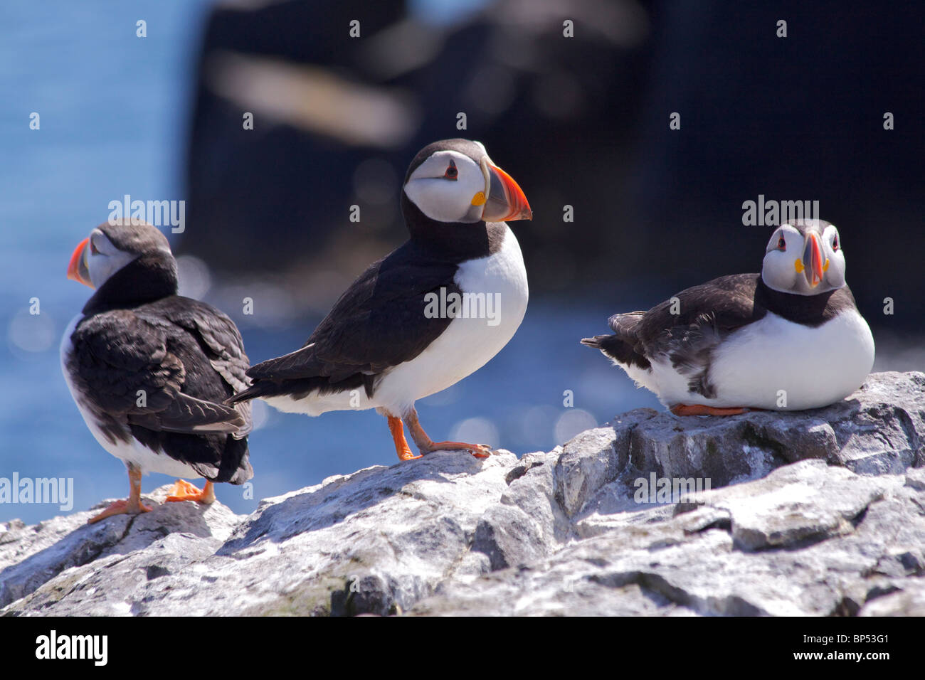 Alcidae genus hi-res stock photography and images - Alamy