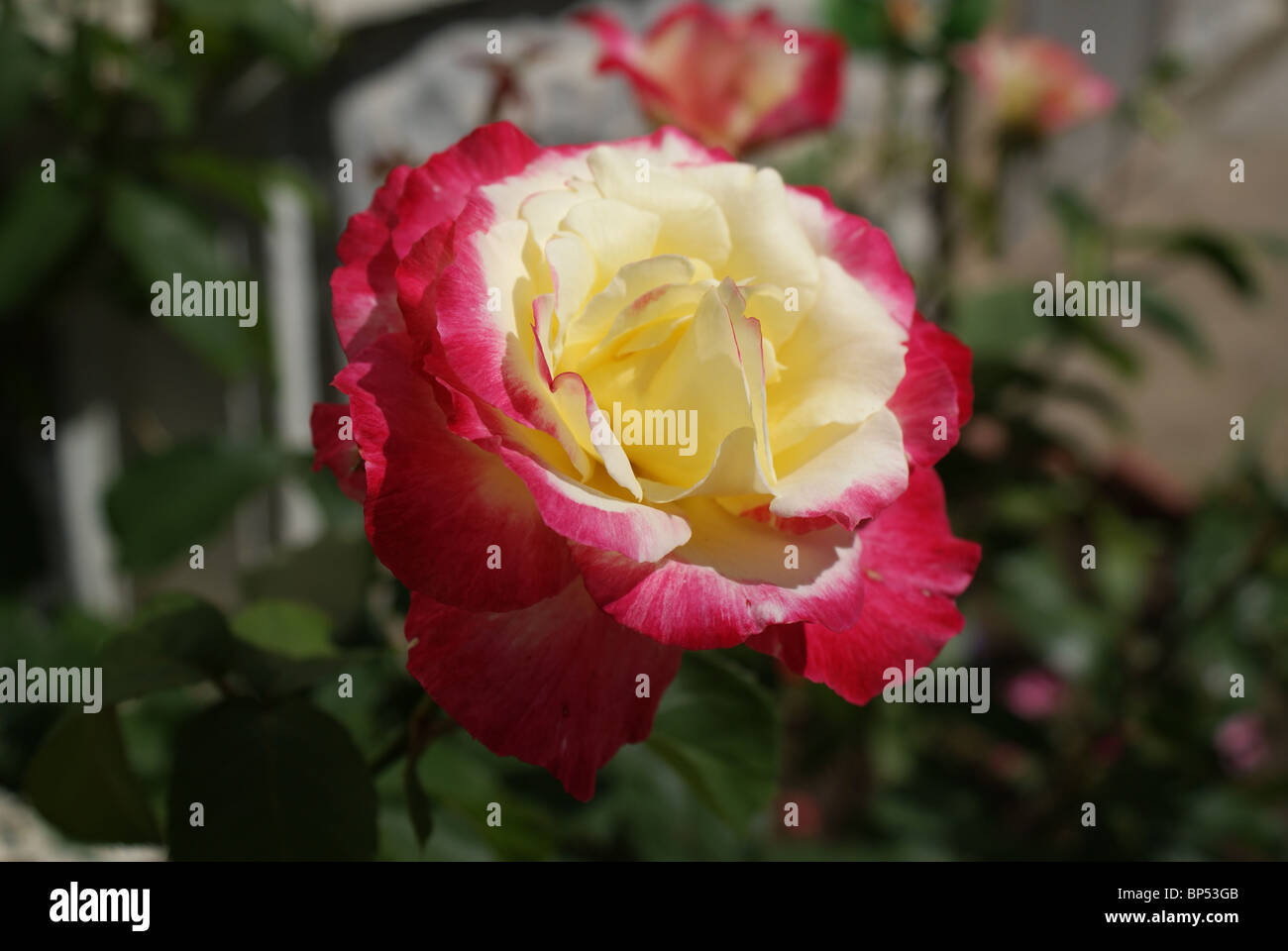 A double delight rose blooming in the summertime Stock Photo - Alamy