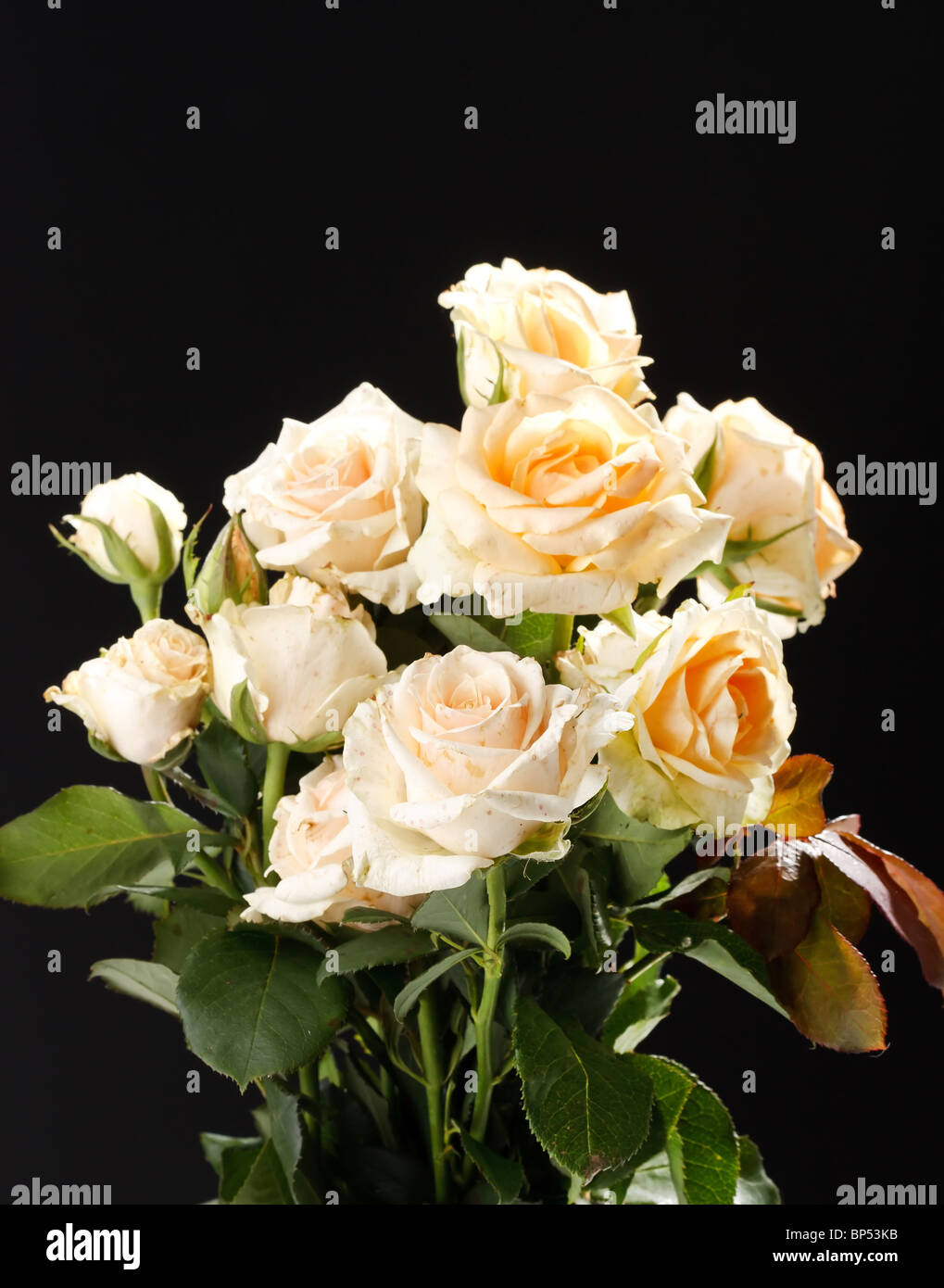 Bunch of beautiful roses Stock Photo - Alamy