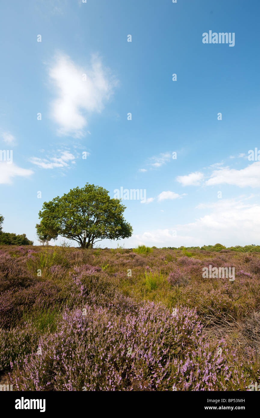 Purple heather landscape with tree at the horizon Stock Photo - Alamy