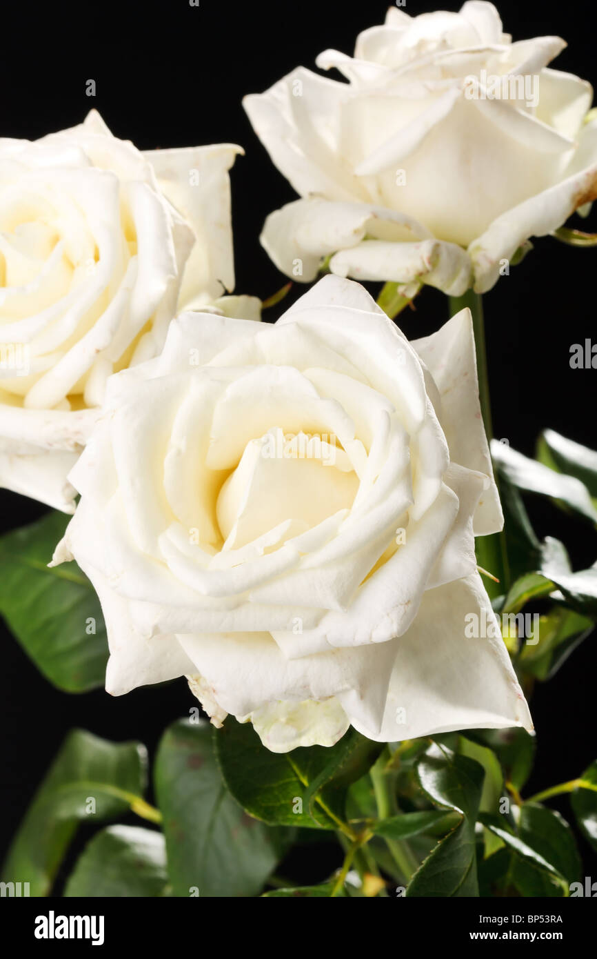 Bunch of beautiful roses Stock Photo - Alamy