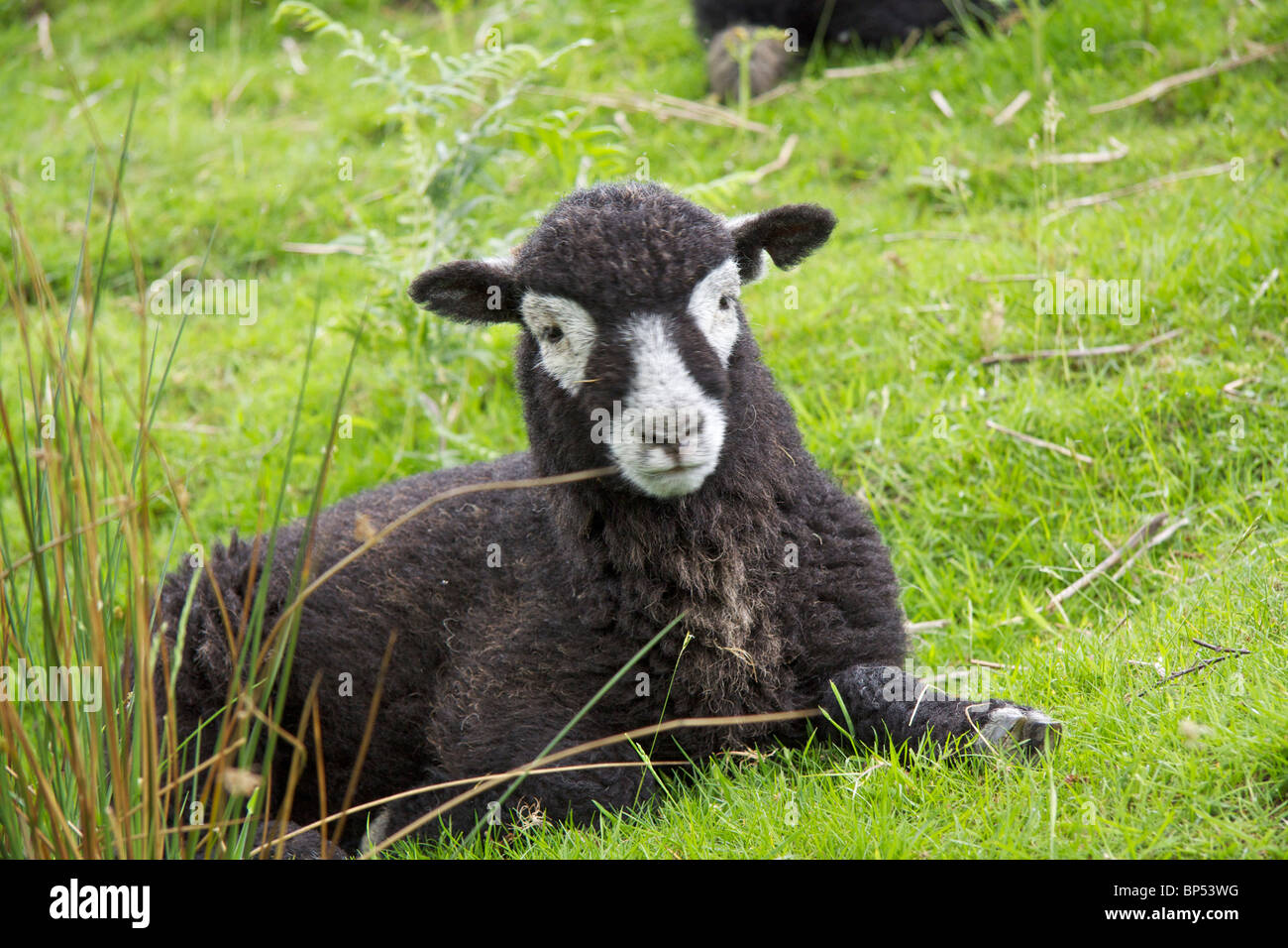 Herdwick Ram Sheep Stock Photos & Herdwick Ram Sheep Stock Images - Alamy
