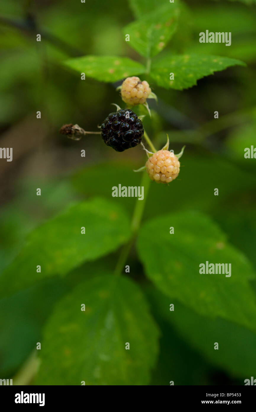 Wild black raspberry (Rubus occidentalis) growing in the woods in ...
