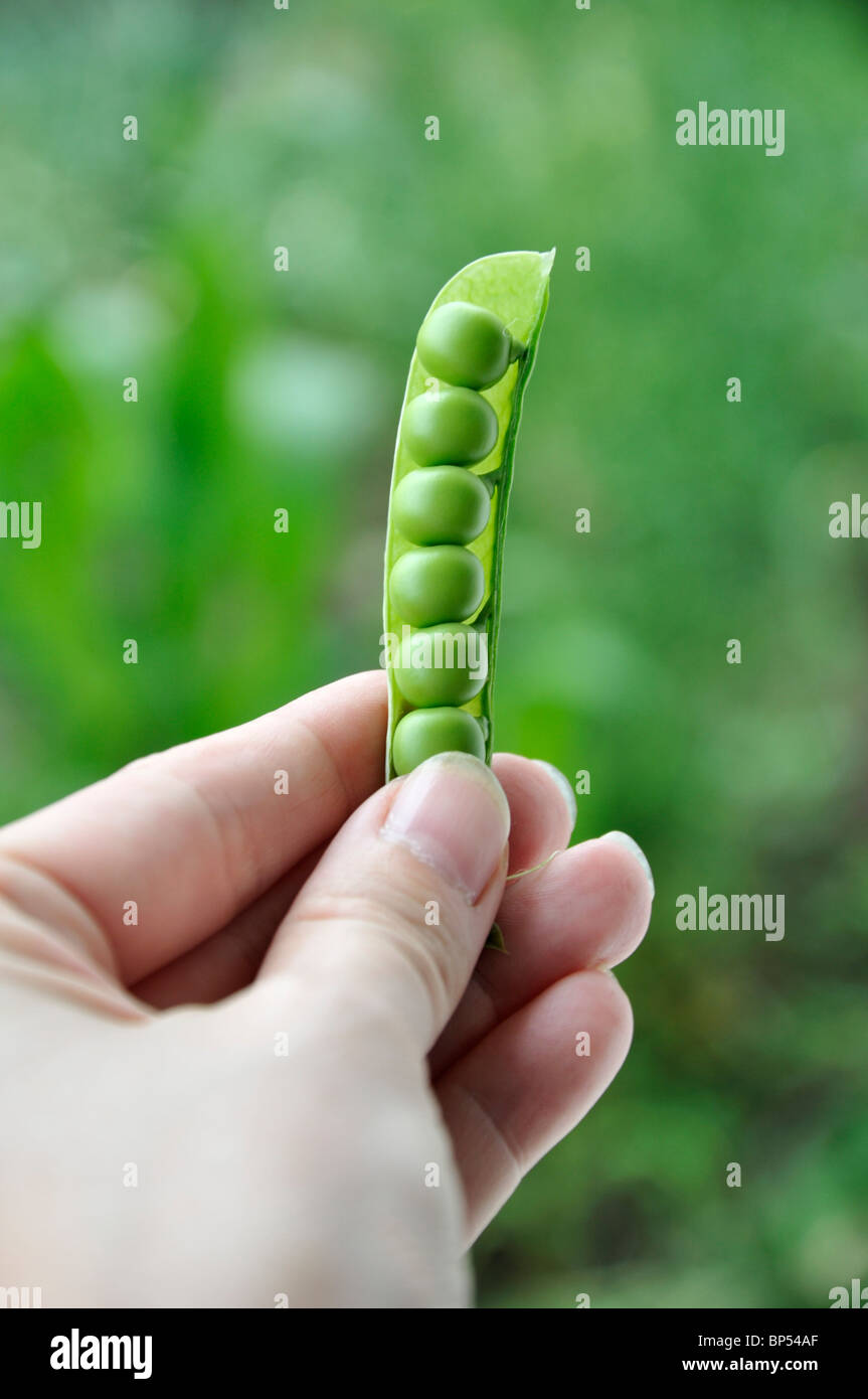 Bio hand hi-res stock photography and images - Alamy