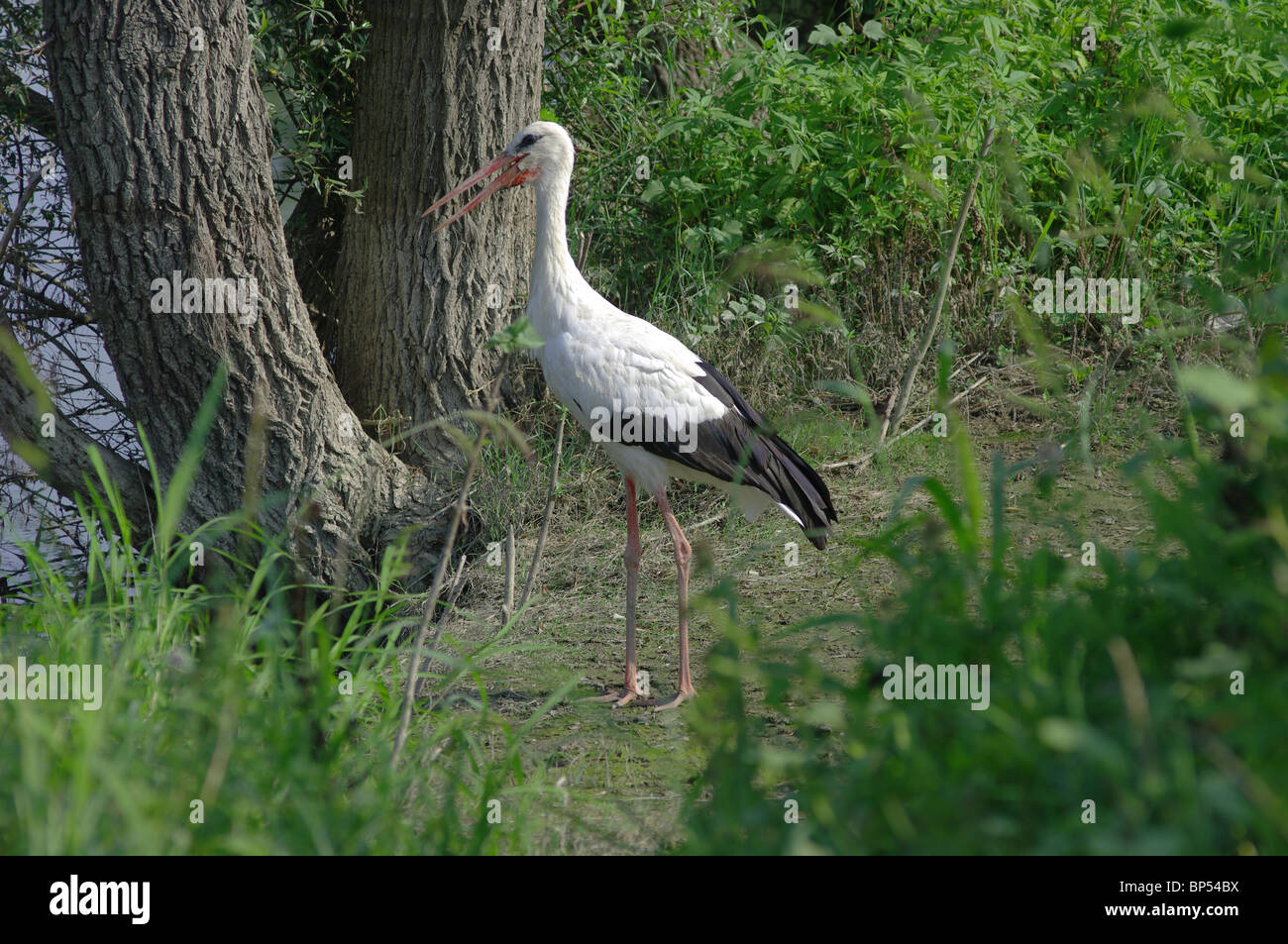 Stork perched on the banks of the River Stock Photo - Alamy
