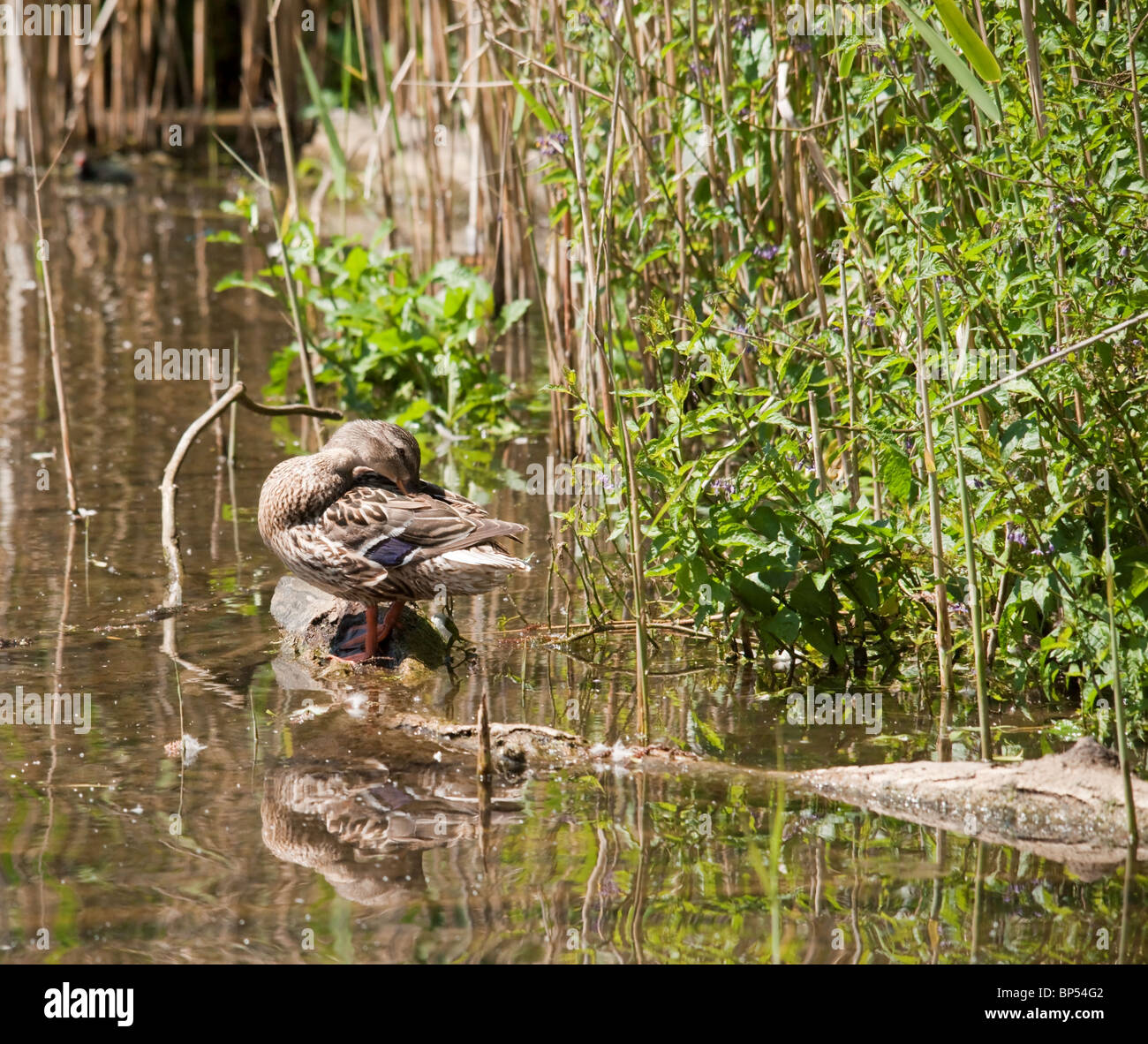 Mallard preening hi-res stock photography and images - Alamy