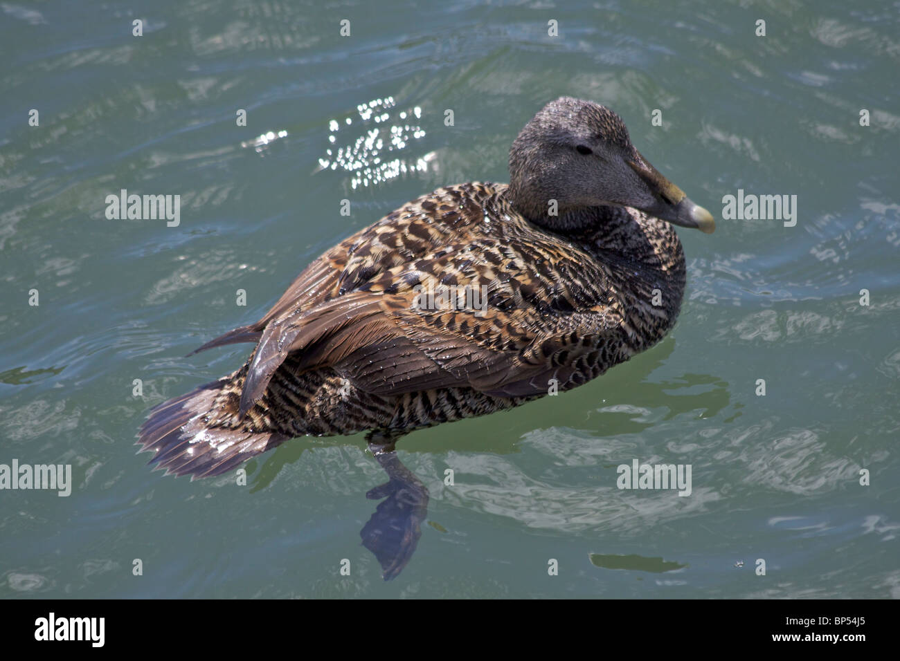 Female Eider duck (Somateria mollisima)(Anatidae), known locally as ...
