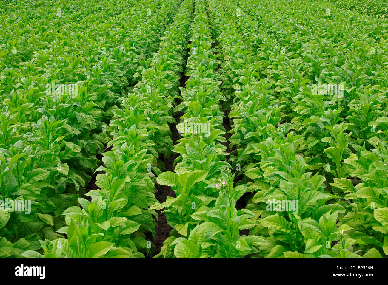 Tobacco field hi-res stock photography and images - Alamy