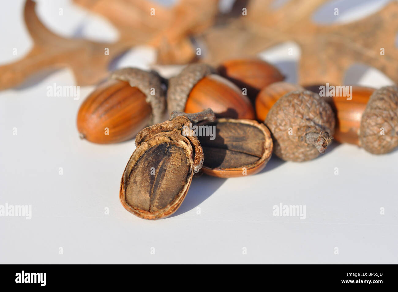White oak acorns hi-res stock photography and images - Alamy