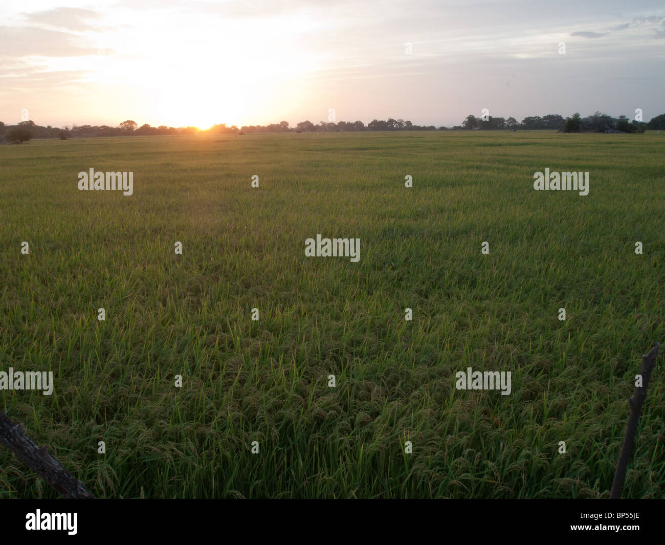 Sri Lanka, Ampara District, Pottuvil Rice fields Stock Photo - Alamy