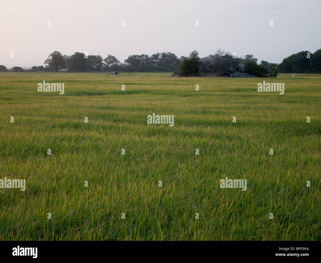 Sri Lanka, Ampara District, Pottuvil Rice fields Stock Photo - Alamy