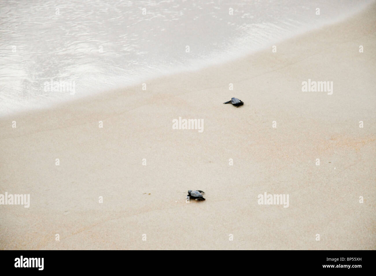 Turtles hatching on beach hi-res stock photography and images - Alamy