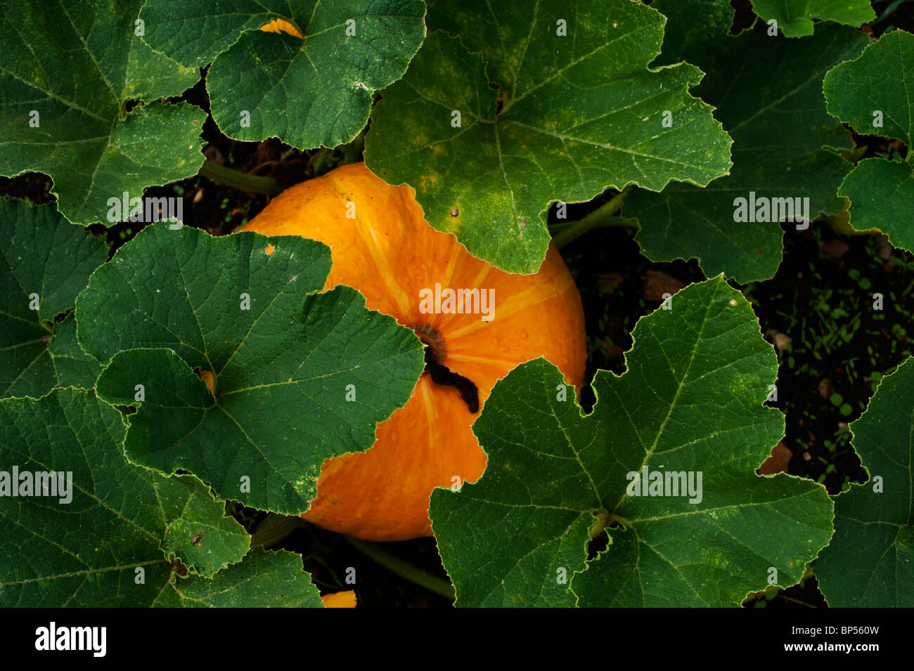 An orange pumpkin squash ripening in an organic allotment garden Stock ...