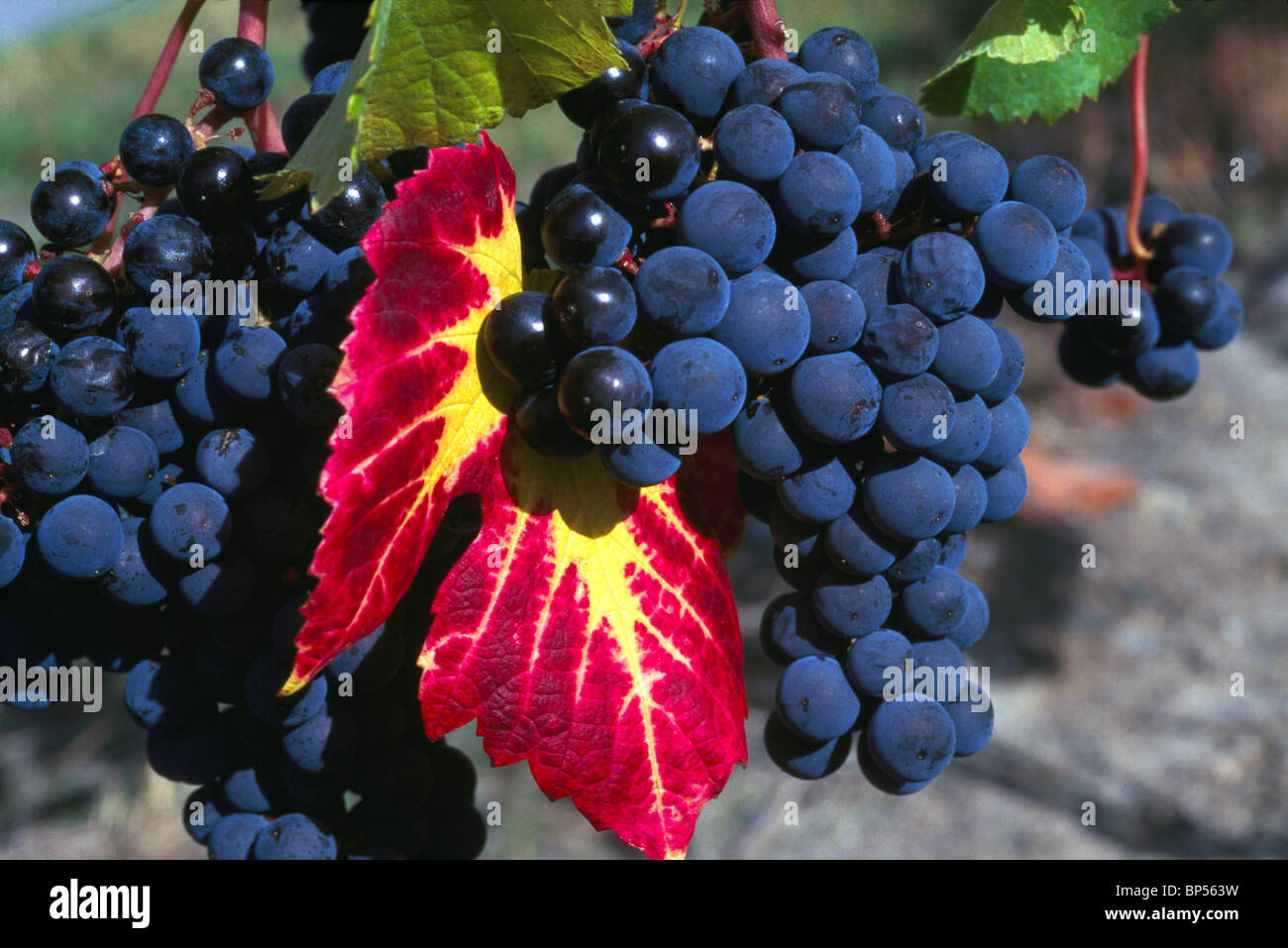 Ripe Red Grapes growing on Grape Vine, South Okanagan Valley, BC ...