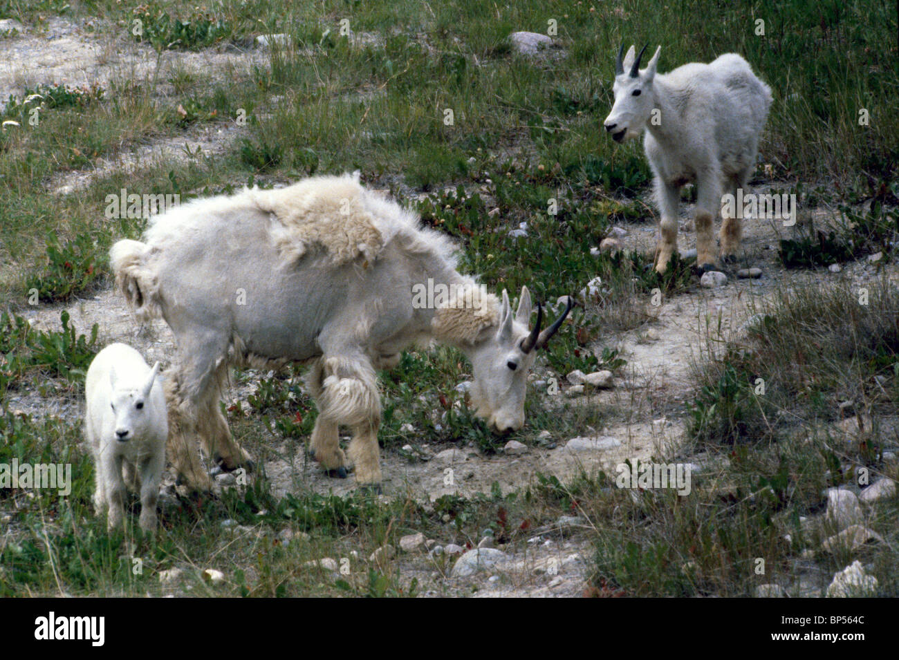 Mountain goats banff national park hi-res stock photography and images ...