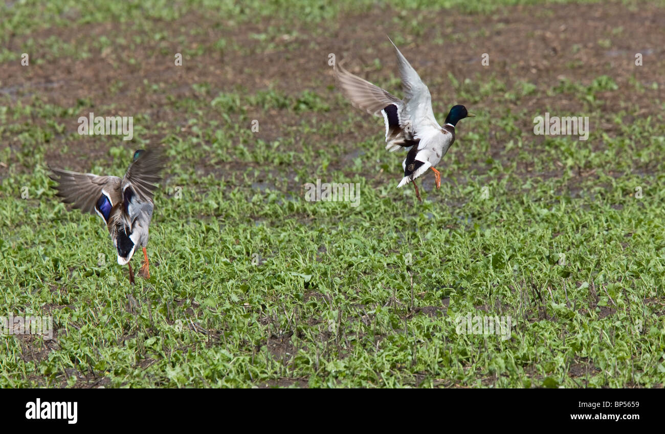 Green winged teal in flight hi-res stock photography and images - Alamy
