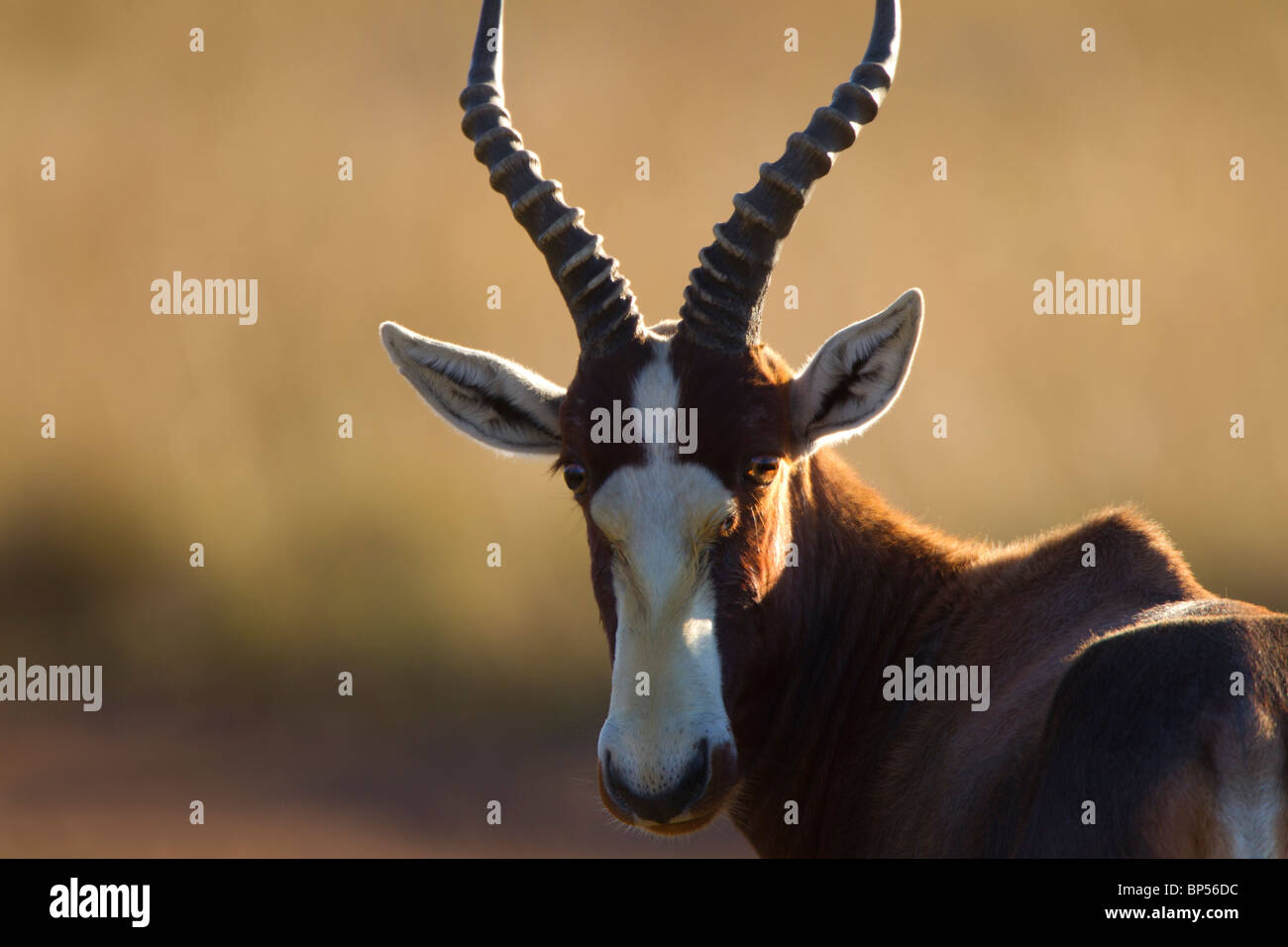 Bontebok Vs Blesbok