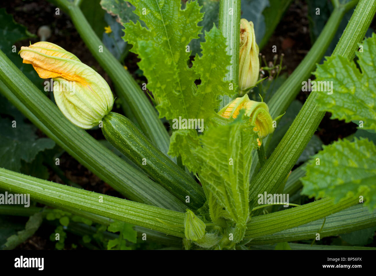 Flowering courgette plant hi-res stock photography and images - Alamy