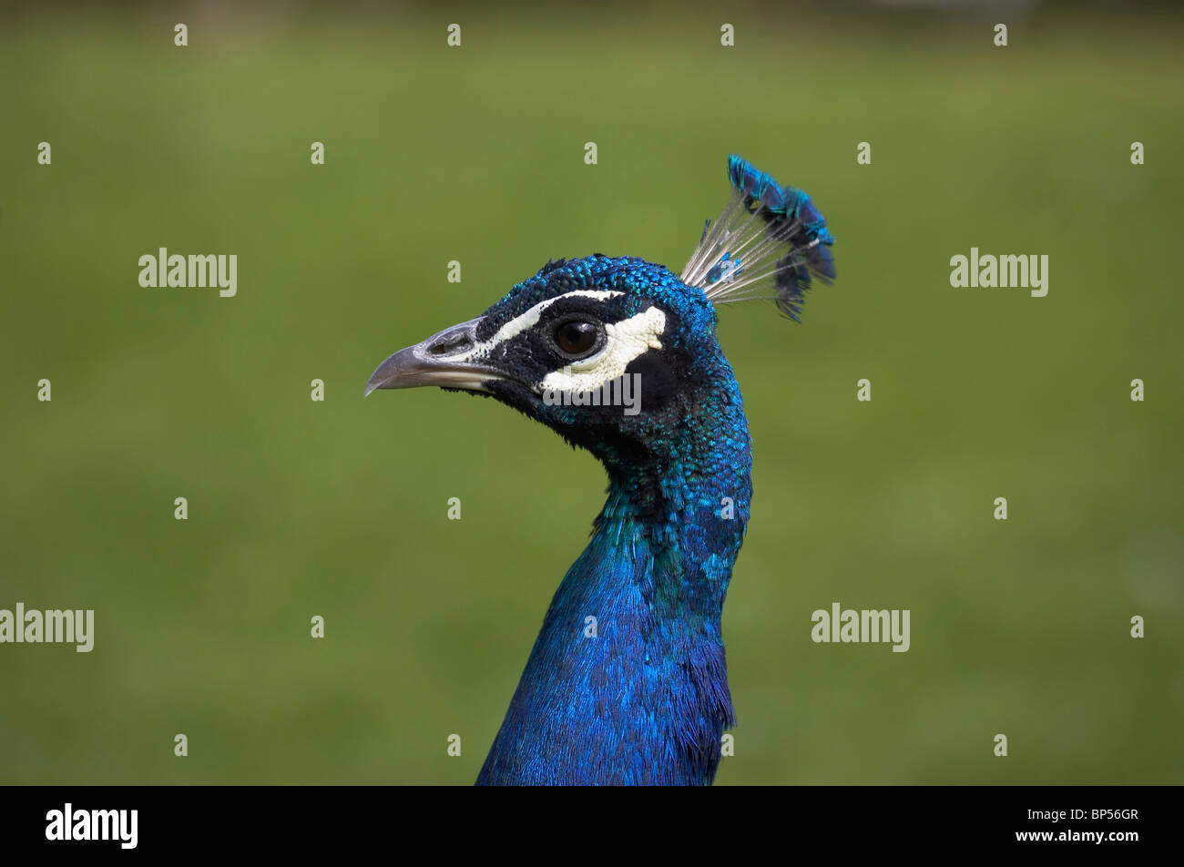 Peacock forward facing hi-res stock photography and images - Alamy