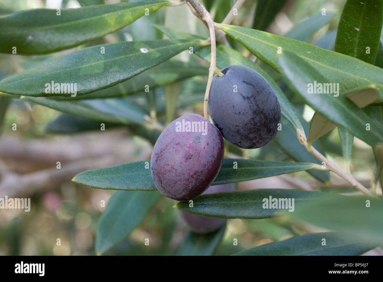 Olives hanging on an olive tree Stock Photo - Alamy