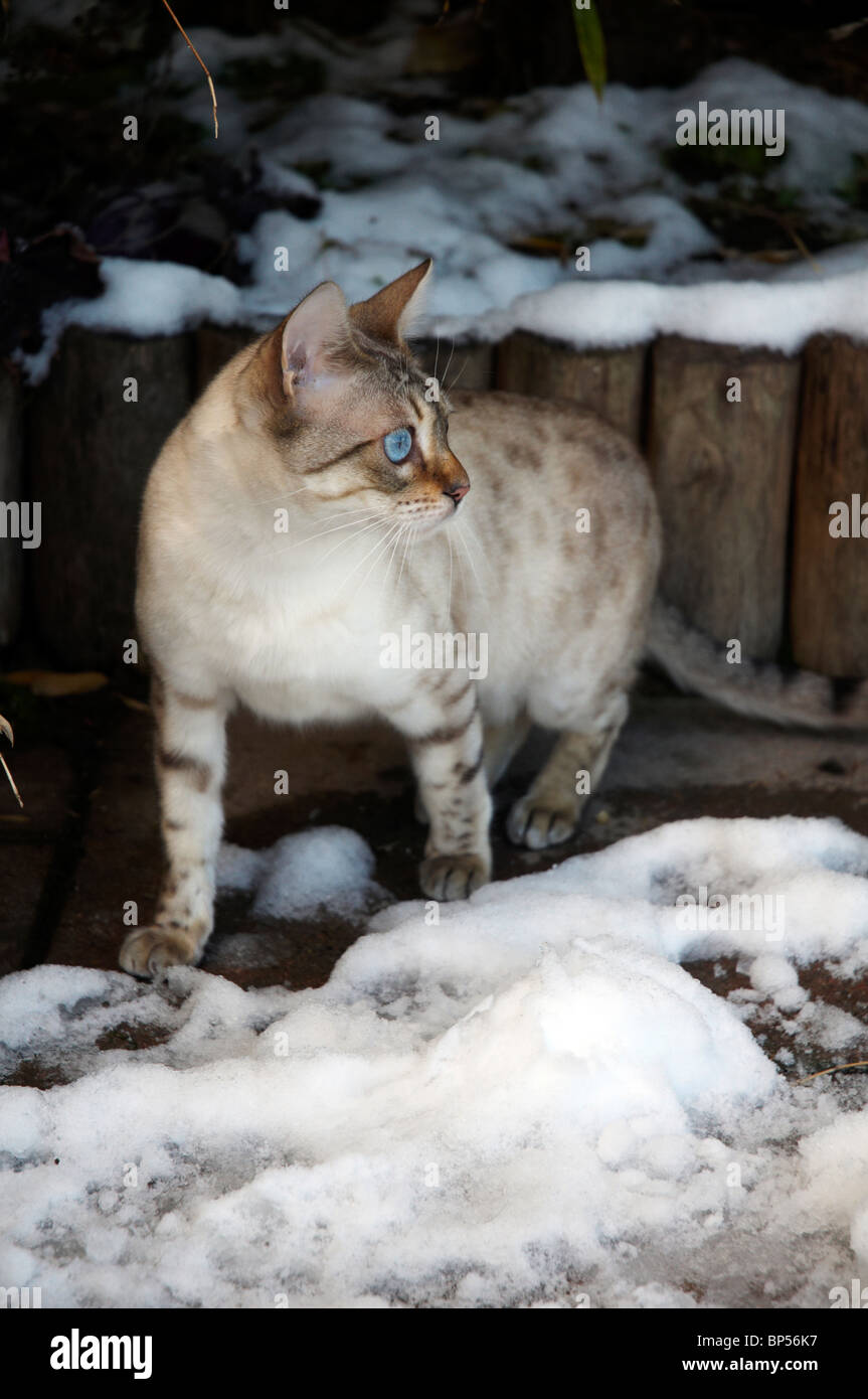 Snow Bengal Cat