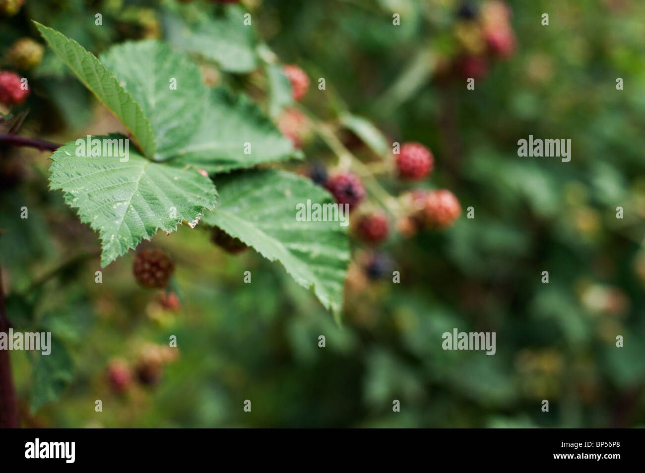 Rubus fruticosus growing hi-res stock photography and images - Alamy