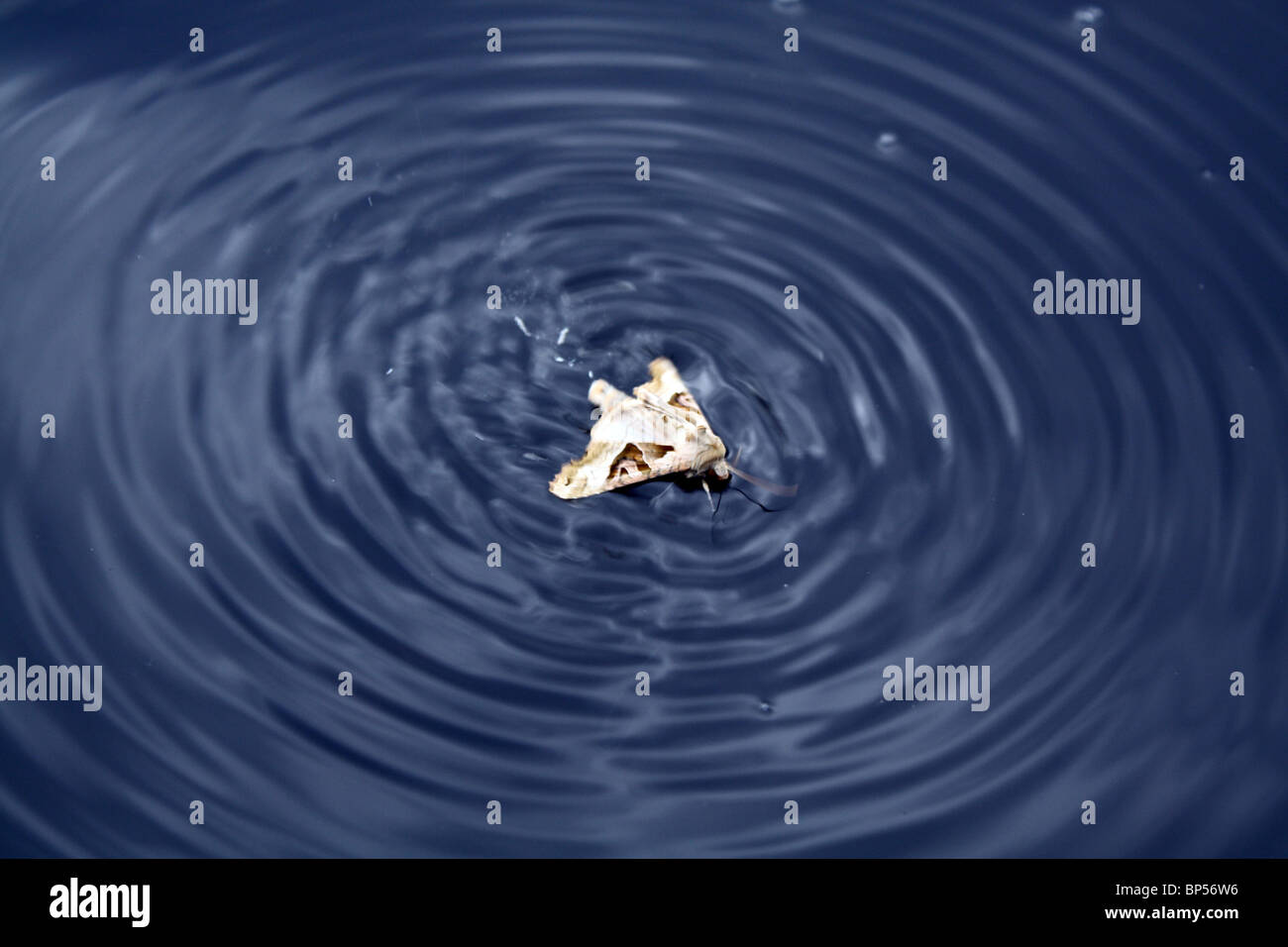 Moth in water Stock Photo - Alamy