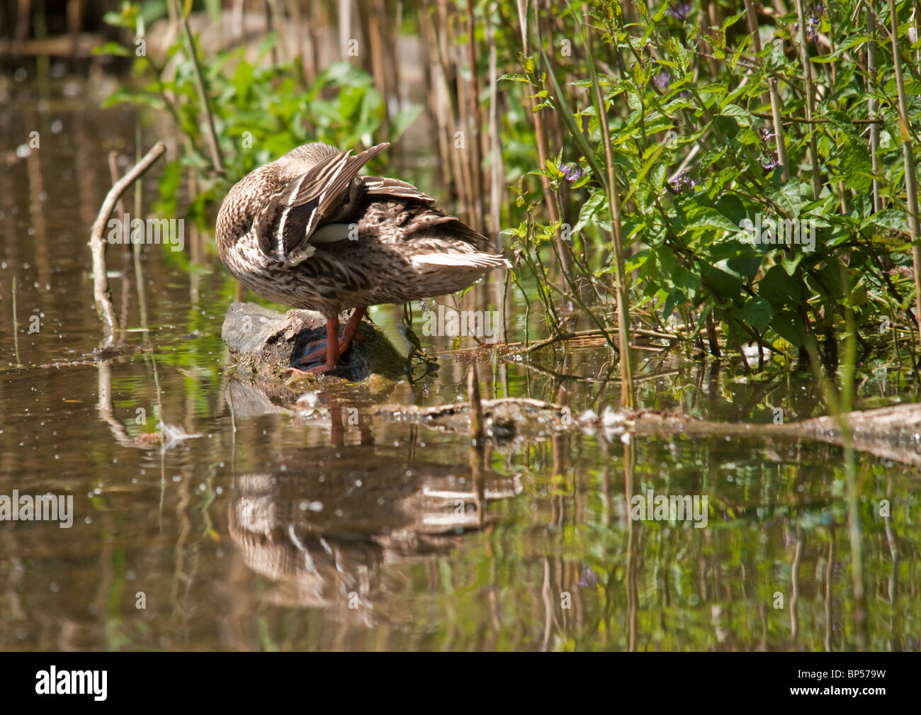 Preening under wing hi-res stock photography and images - Alamy