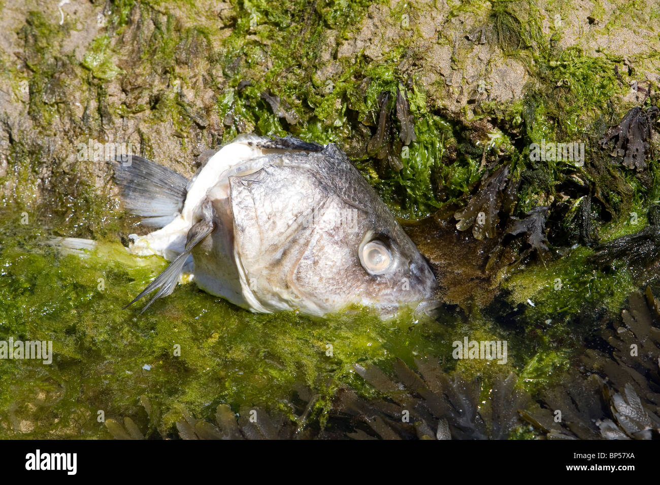 A discarded fish head on the shore in Newquay Harbour Stock Photo - Alamy