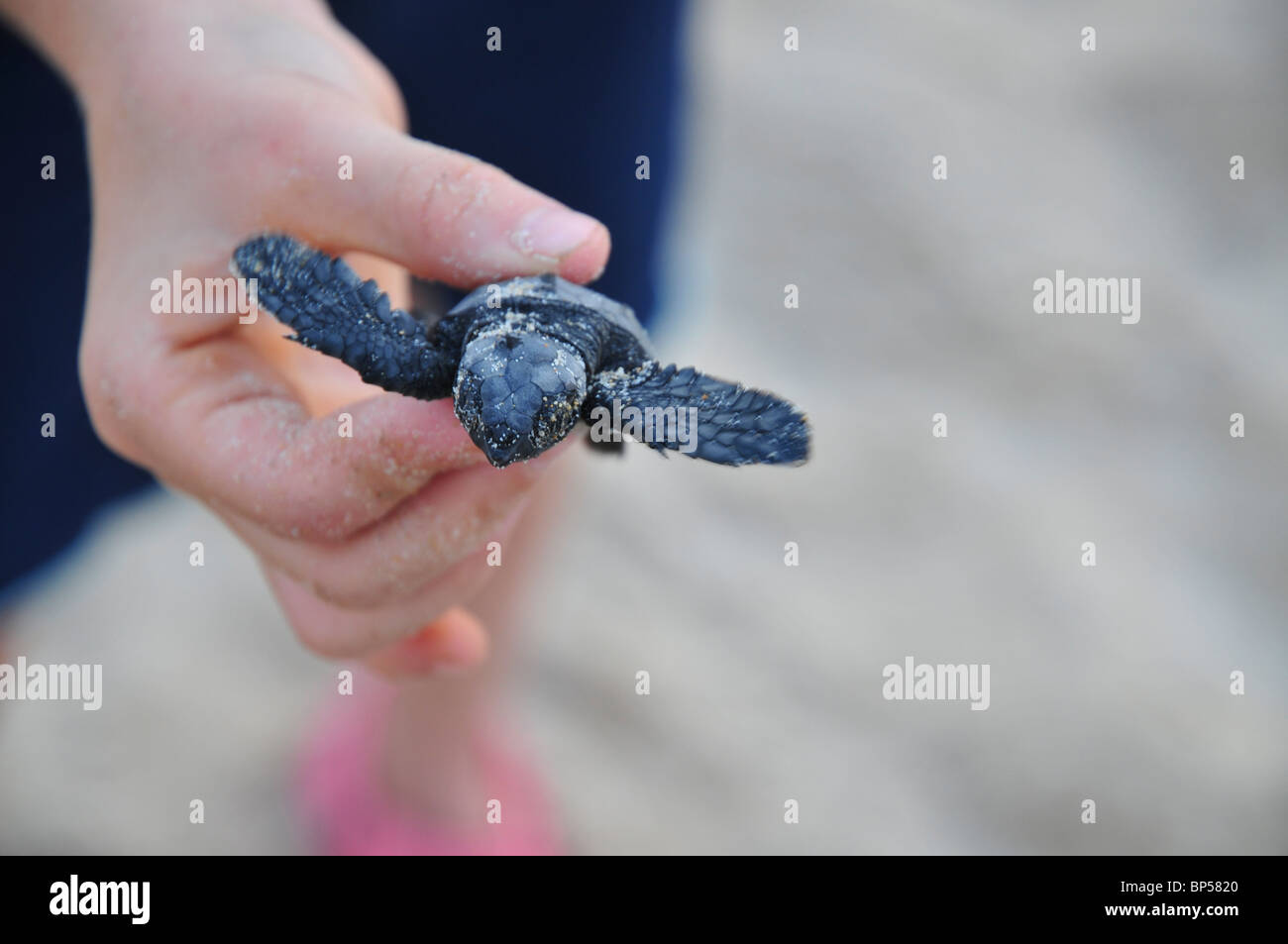 Releasing sea turtles hi-res stock photography and images - Alamy
