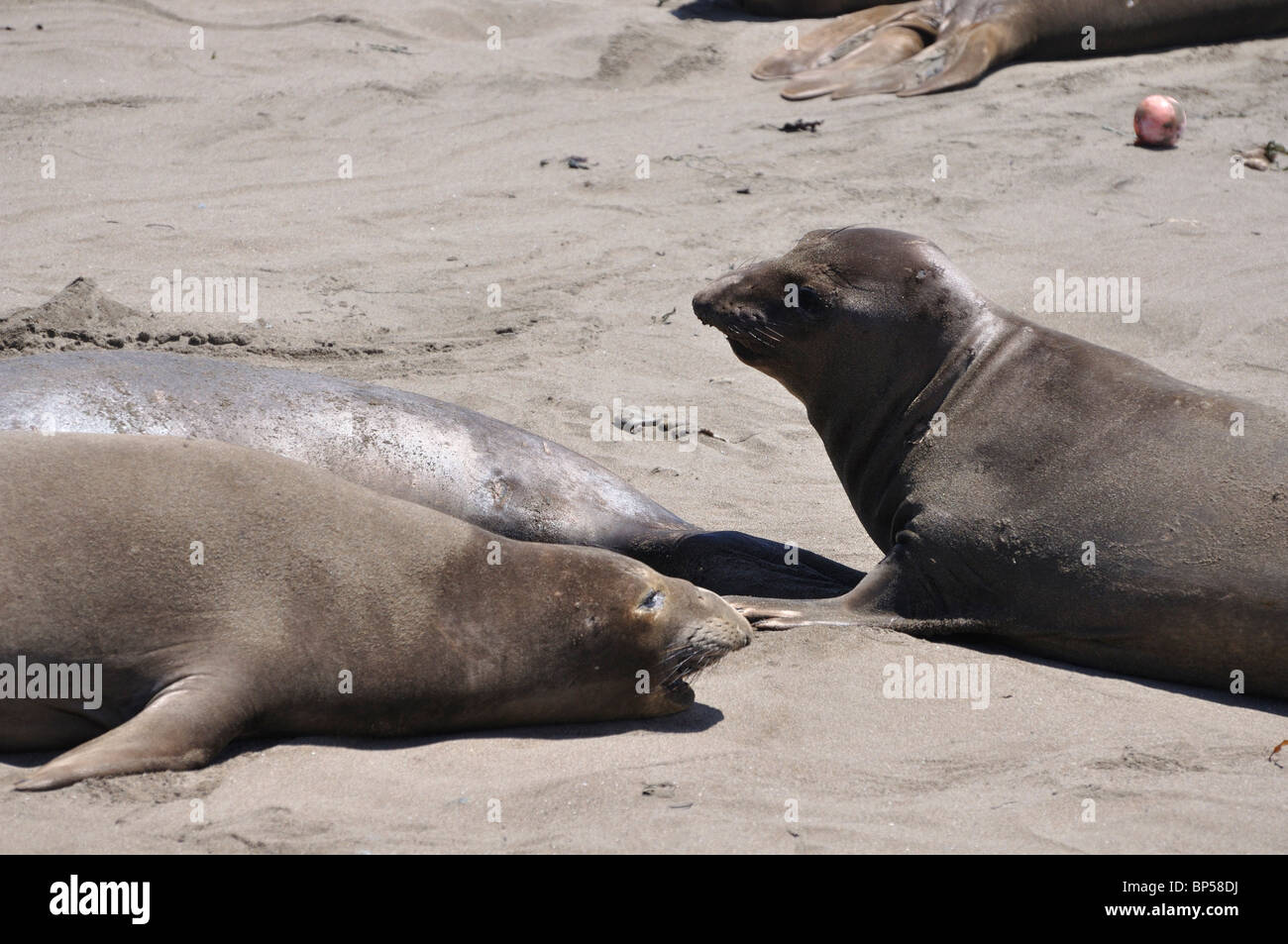 Elephant seals colony during molting period, Piedras Blancas beach ...