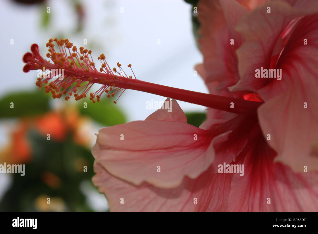 Hibiscus stem hi-res stock photography and images - Alamy