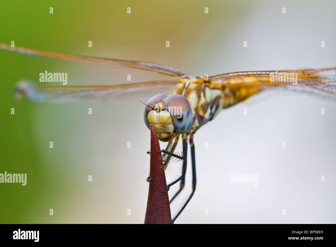 Dragonfly face close up Stock Photo - Alamy
