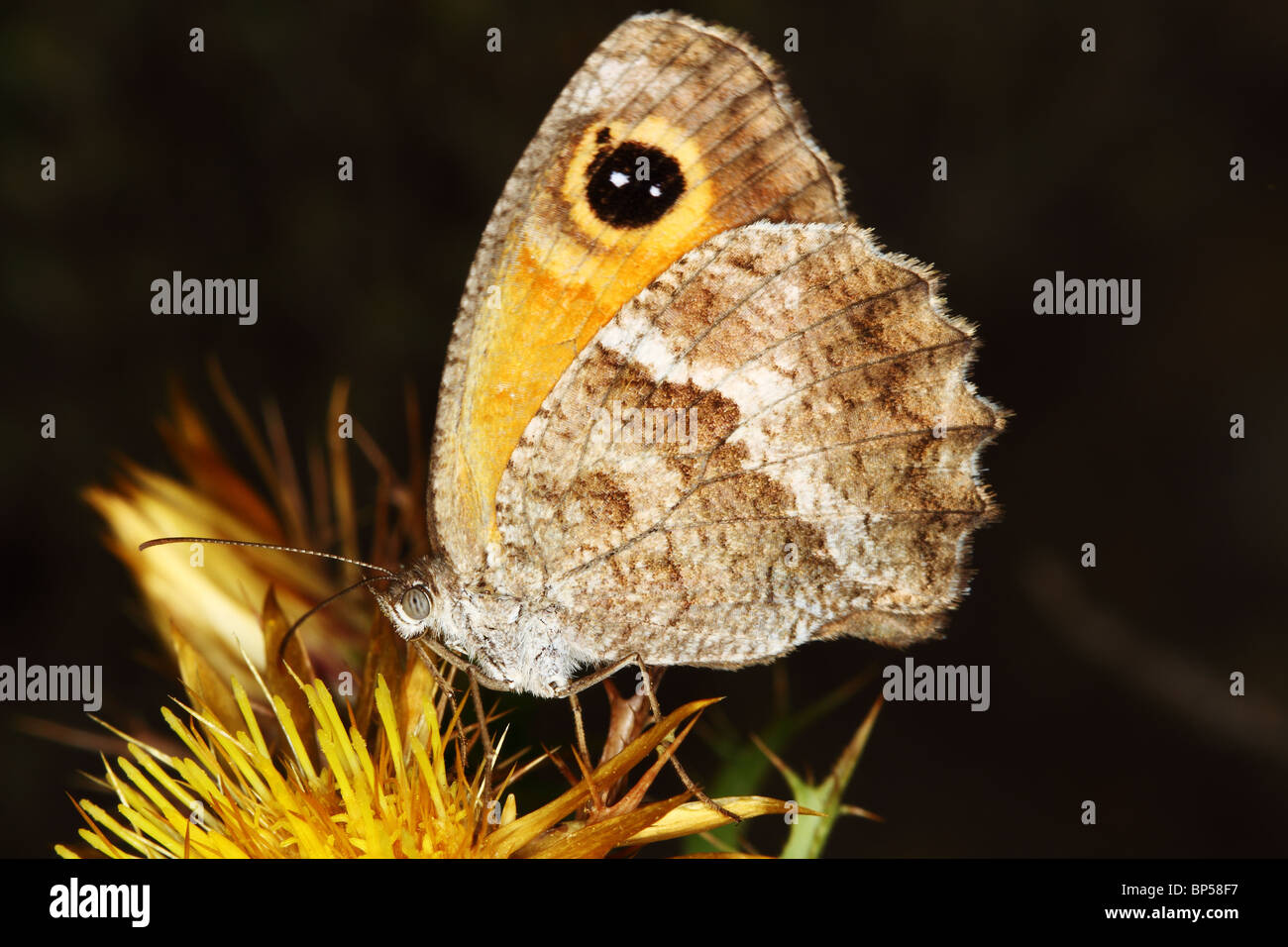 Gatekeeper butterfly caterpillar hi-res stock photography and images ...
